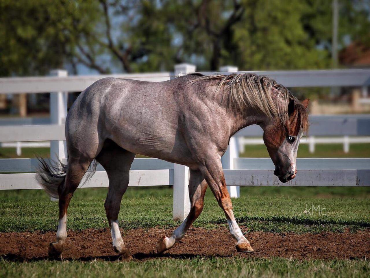 Reference Sires Only :: Shoenail Ranch