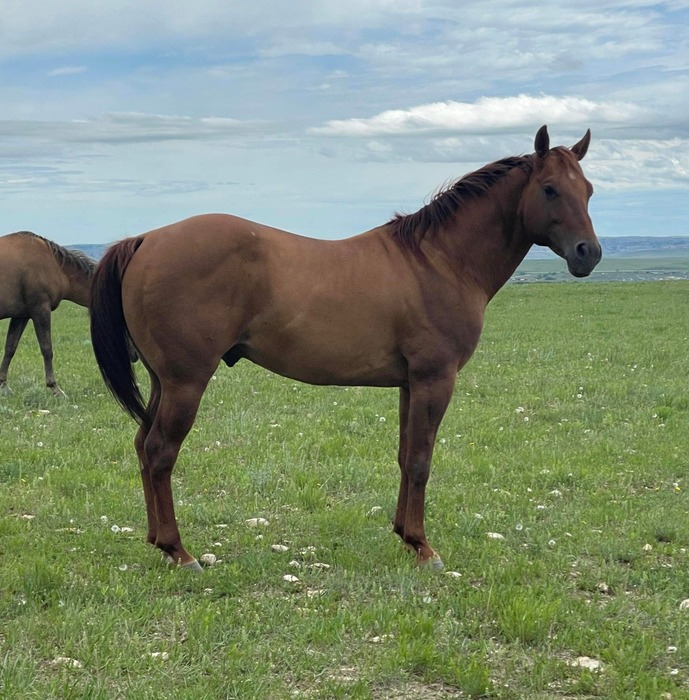 Dual Rey Dunit :: Shoenail Ranch