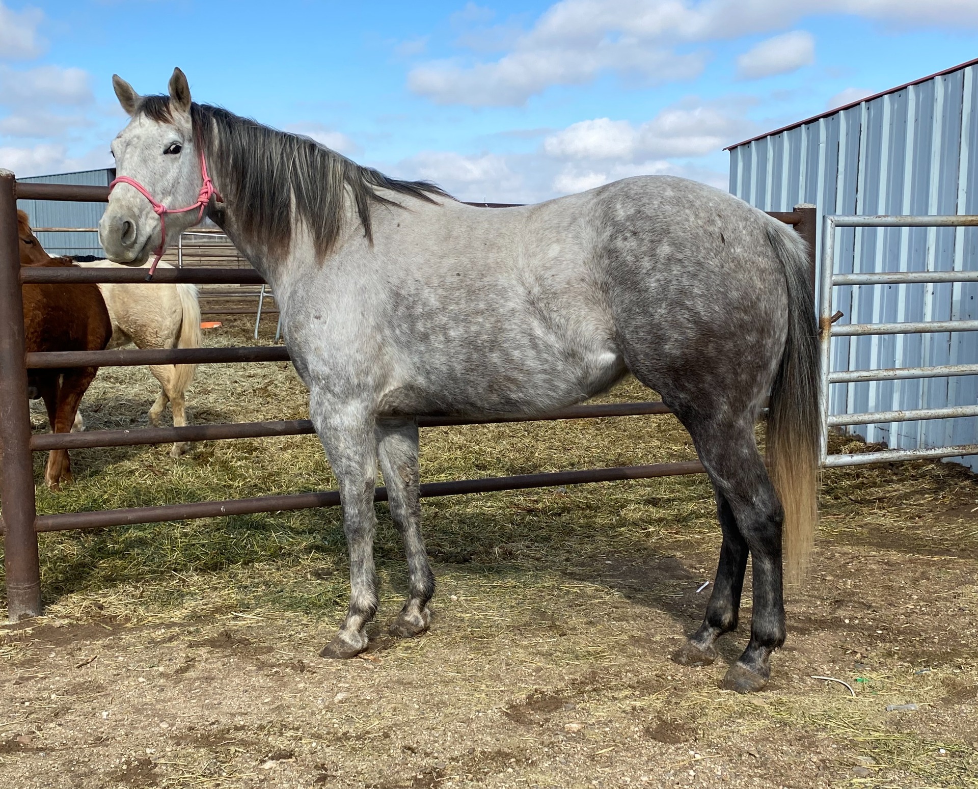Sparkin Zippo :: Shoenail Ranch